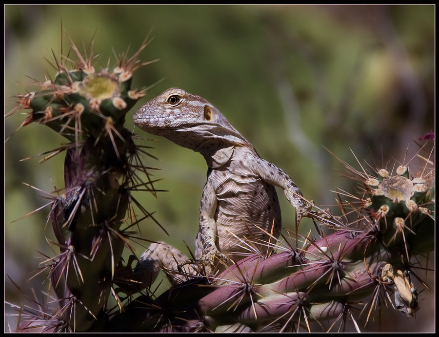 Scientists Discover How Lizards Regenerate Their Tails - Alternavox
